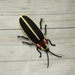 Realistic Firefly From Felt Figure Firefly Felted Fire Beetle for Young ...