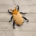 Realistic Grapevine Beetle From Felt Felted Pelidnota Punctata Beige ...