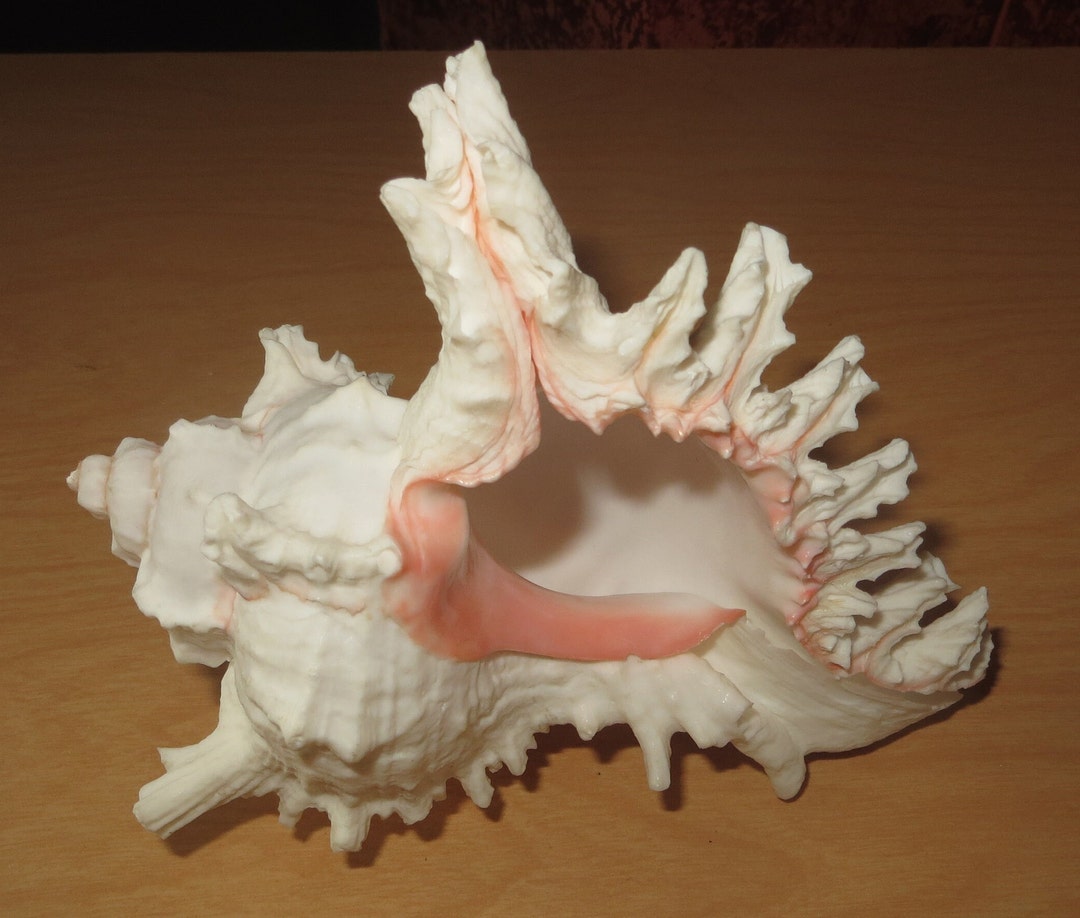 Concha de espiga Concha rosa concha blanca concha decorativa - Etsy España