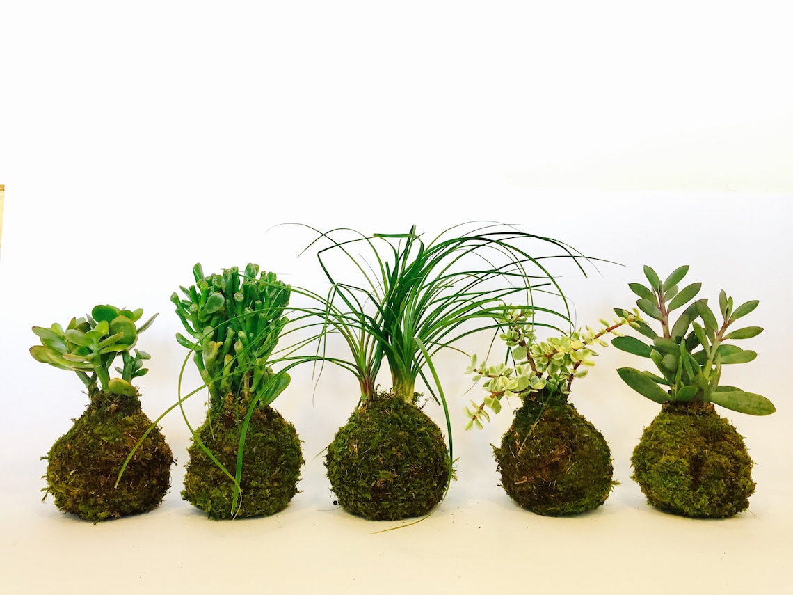 KOKEDAMA KIT - Etsy