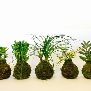 KOKEDAMA KIT - Etsy