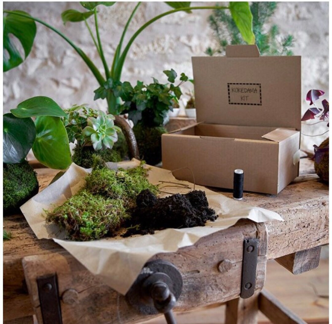 KOKEDAMA KIT - Etsy