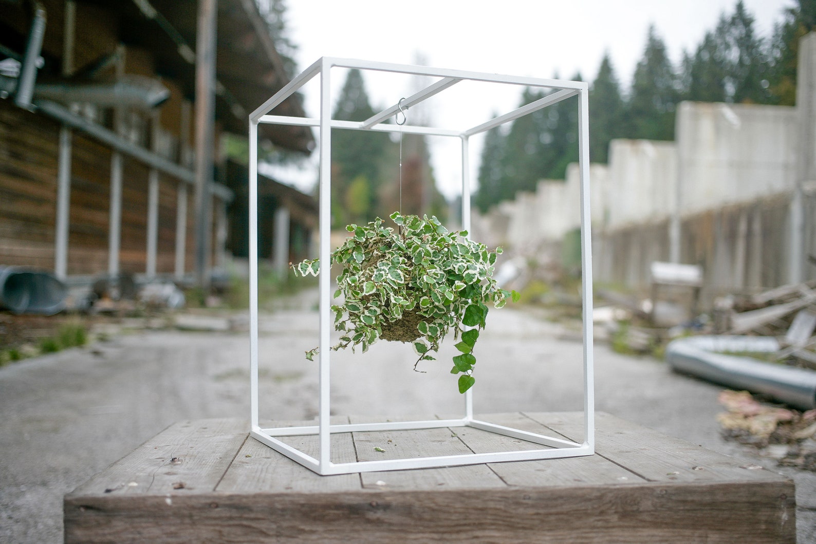 Counterweight. Metal Structure With Kokedama - Etsy