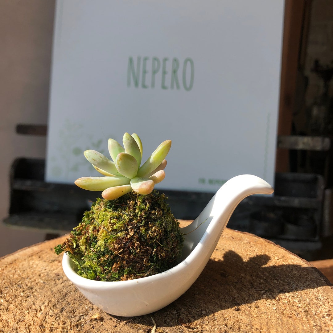 MICRO KOKEDAMA Succulents and Fat Plants - Etsy