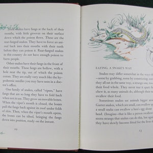 The First Book of Snakes // 1956 Hardback W Jacket // Children's ...