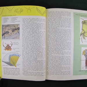 The Colourful World of Insects, 1964 Children's Science Hardback - Etsy