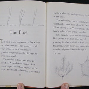 Everyday Trees // SCARCE TITLE 1968 Hardback W Jacket/cover // Gertrude ...