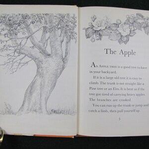 Everyday Trees // SCARCE TITLE 1968 Hardback W Jacket/cover // Gertrude ...