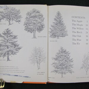 Everyday Trees // SCARCE TITLE 1968 Hardback W Jacket/cover // Gertrude ...