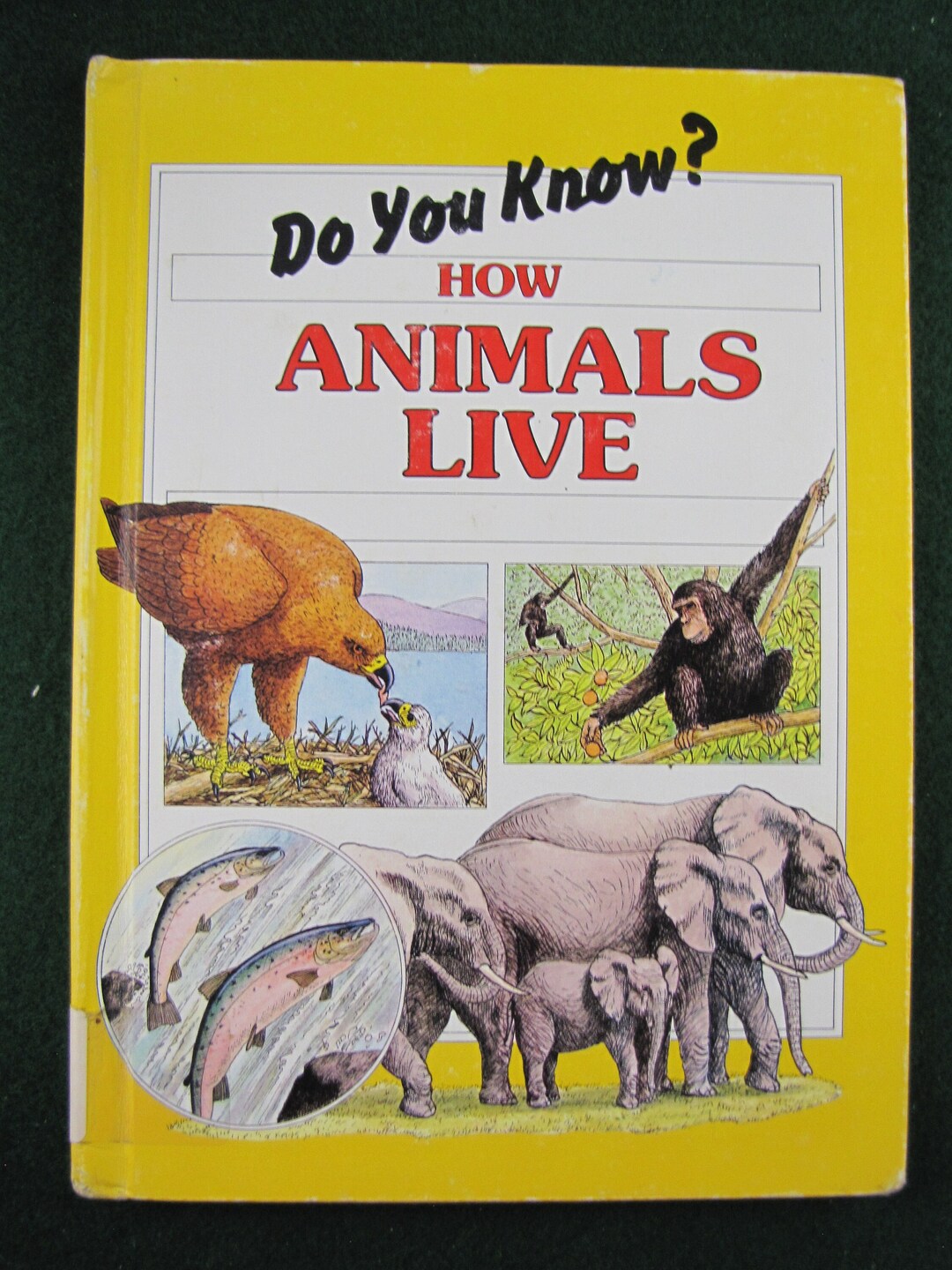 How Animals Live // 1985 Hardback //do You Know Series ...