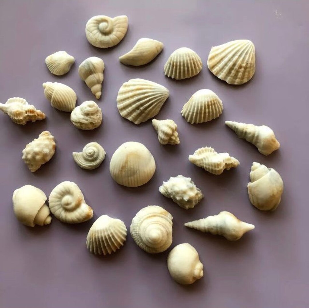 24 Edible Sugar Natural Effect Seashells Cake Toppers Cake Decorations ...