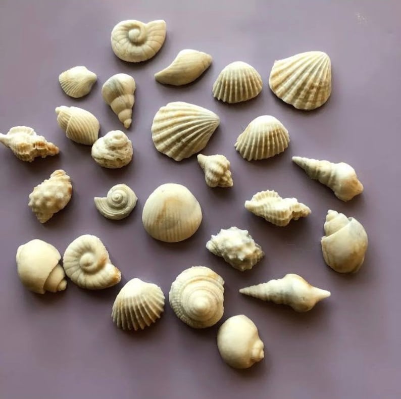 24 Edible Sugar Natural Effect Seashells Cake Toppers Cake Decorations ...