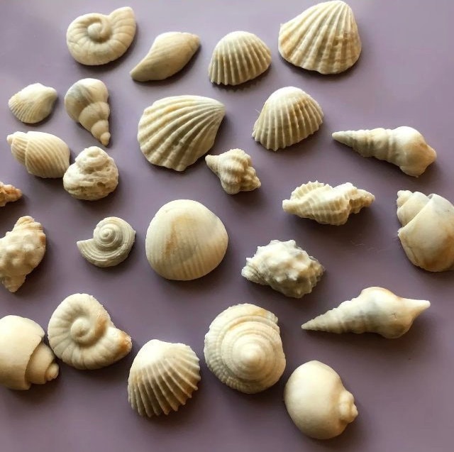 24 Edible Sugar Natural Effect Seashells Cake Toppers Cake | Etsy