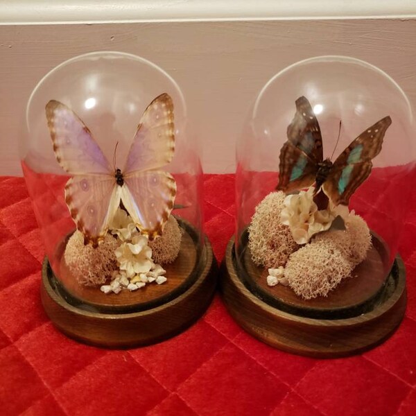 Butterfly Dome - Etsy