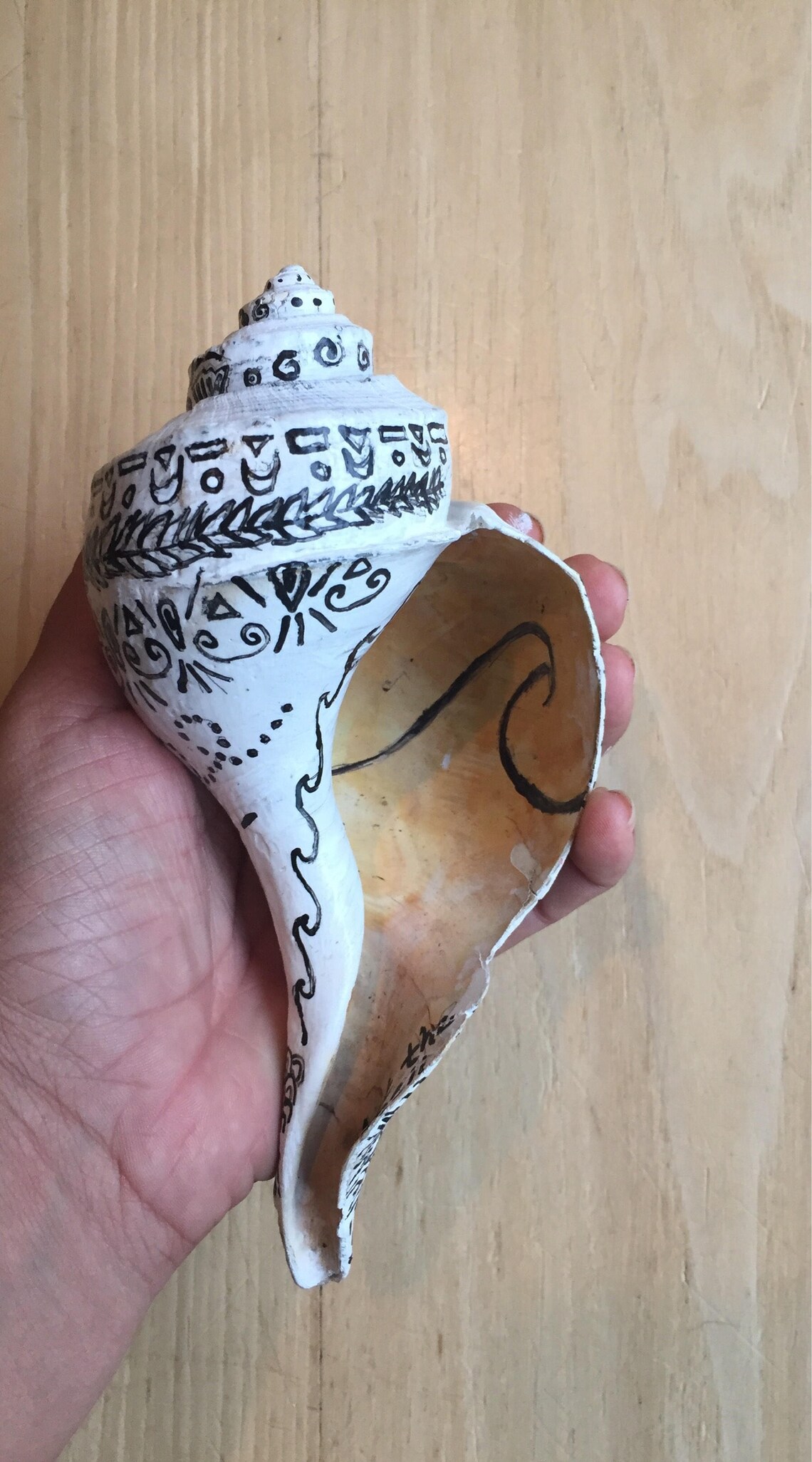 Conch Shell - Etsy