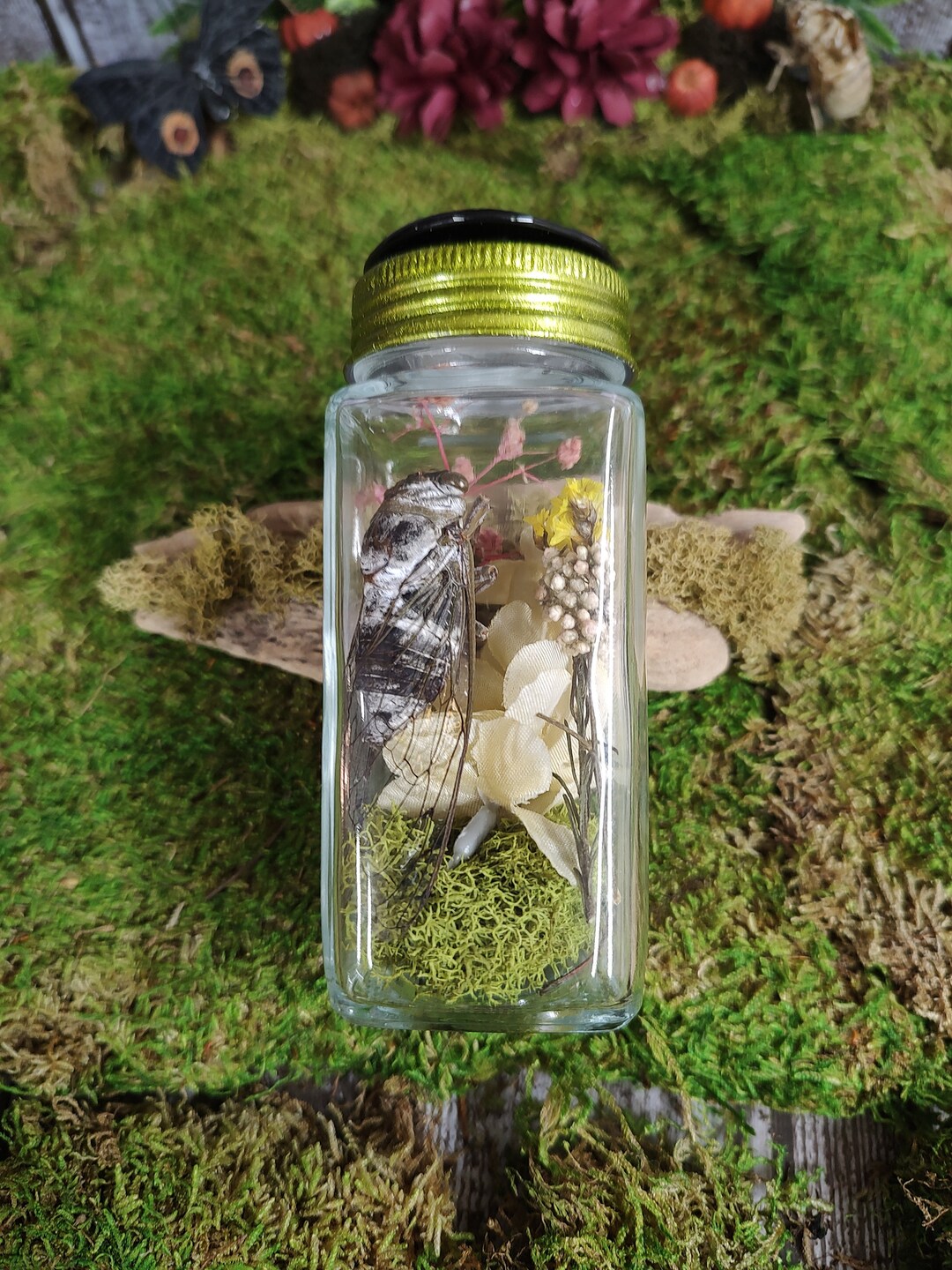 Cicada Body Specimen Vial - Green, Curiosities, Oddities, Taxidermy ...