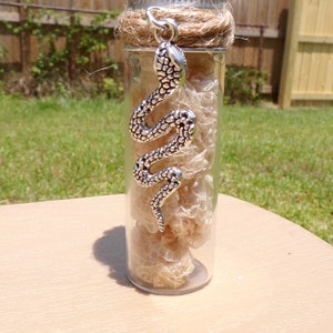 One Snake Skin Shed Vial Real Snake Skin Curiosities Taxidermy Altar ...