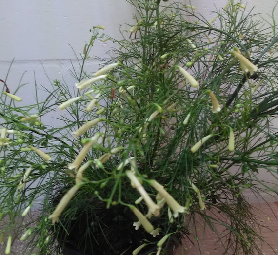 Yellow Firecracker Plant Russelia Equisetiformis 2.5 Quart | Etsy