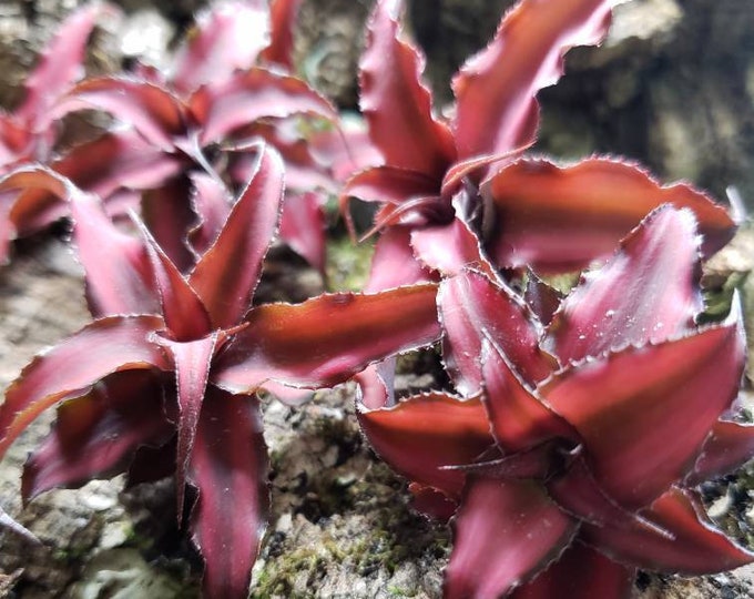 Cryptanthus Red Star Bromeliad - Tillansdia, Air Plants, Air Plant ...