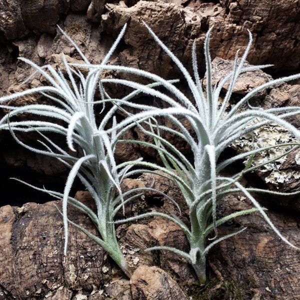 Air Plant Succulent - Etsy
