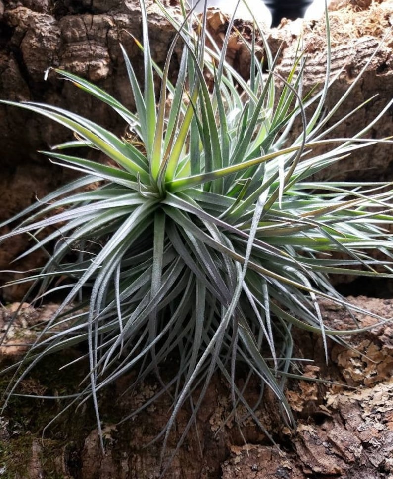 10" Wide Houston Giant Form Air Plants | Round Shaped, Purple and Grey ...