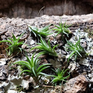 Neglecta Mini Air Plants - Tillandsia, Air Plant, Indoor Plant, House ...