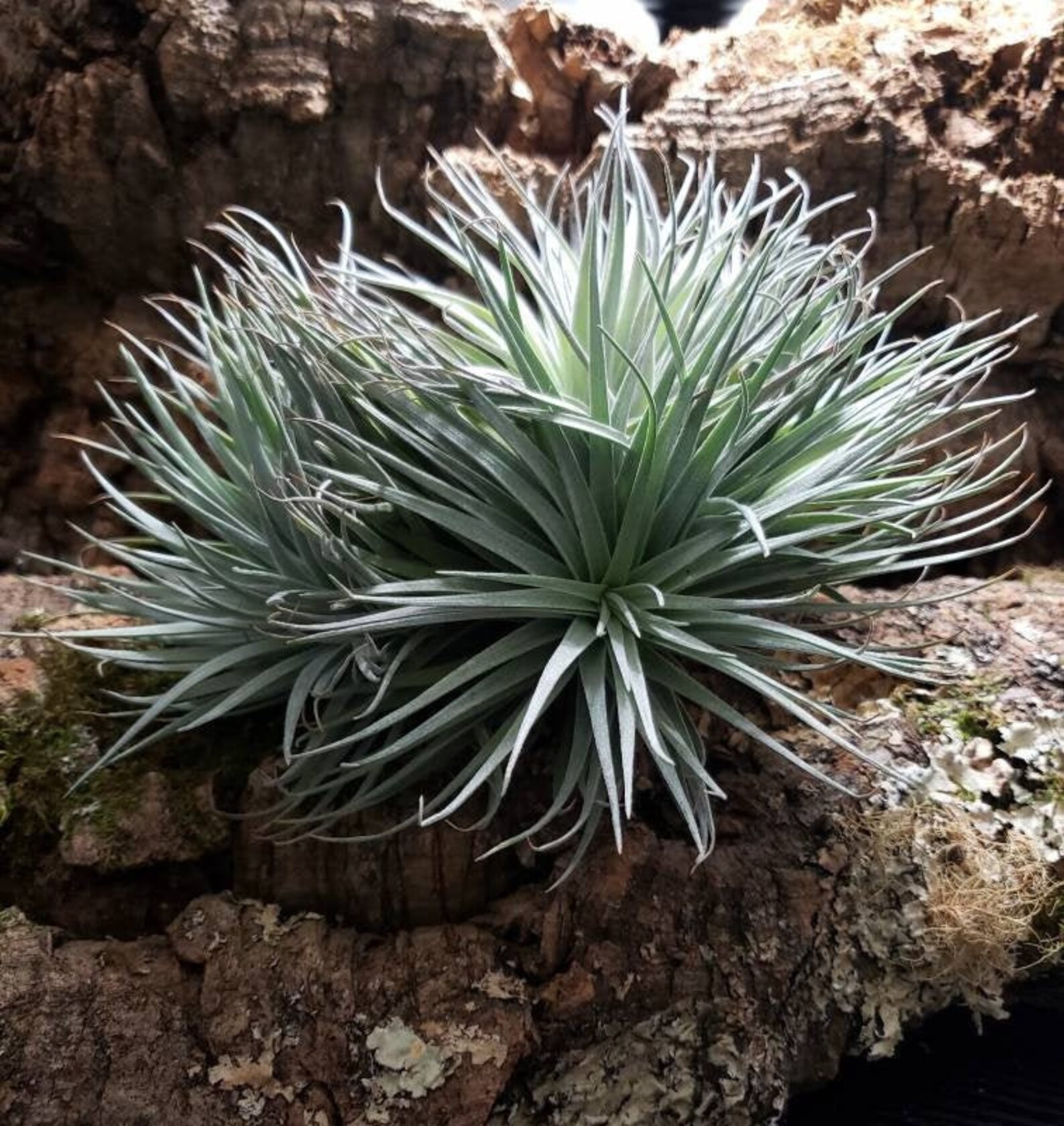 7-10" Wide Houston Giant Form Air Plants | Round Shaped, Purple and ...