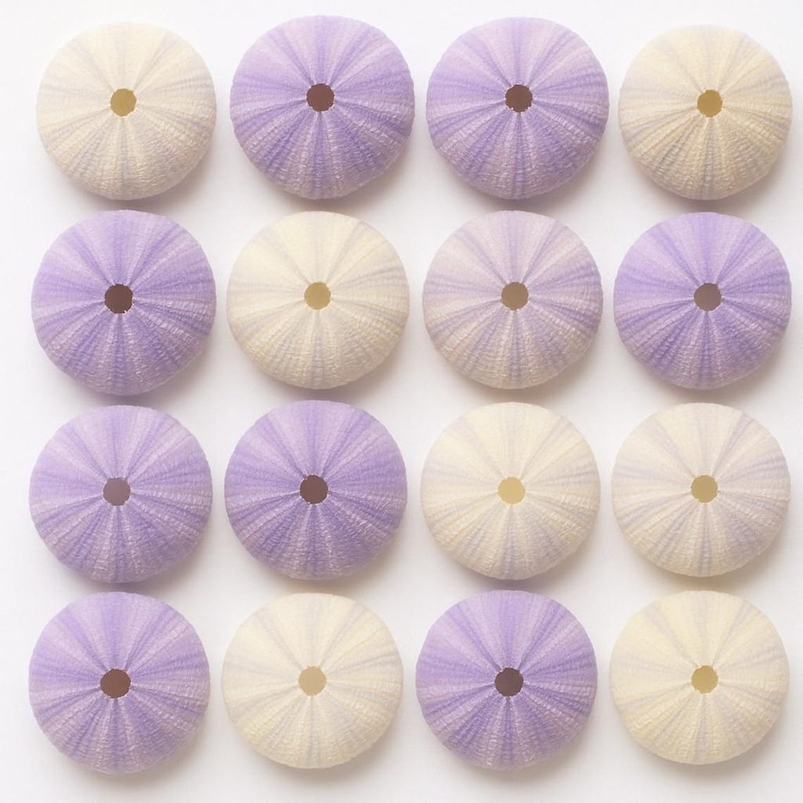 Purple Sea Urchin Shells | 1.5–2” Natural Seashells | Coastal Décor ...