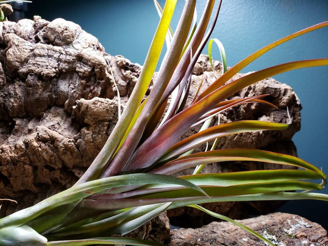 Capitata Red Air Plants -tillandsia, Air Plant, Indoor Plant, House ...