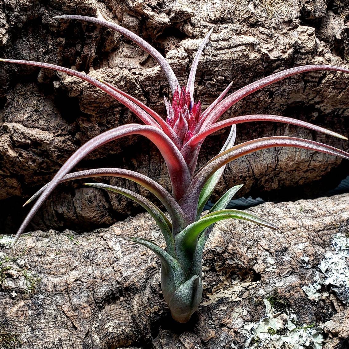 Terrarium Supplies Indoor Plant Air Plant Terrarium Plant Succulents ...