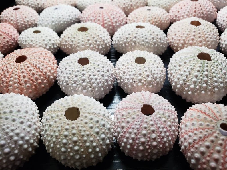 Light Pink Sea Urchin Shells | 1.5–2” Natural Seashells | Coastal Décor ...
