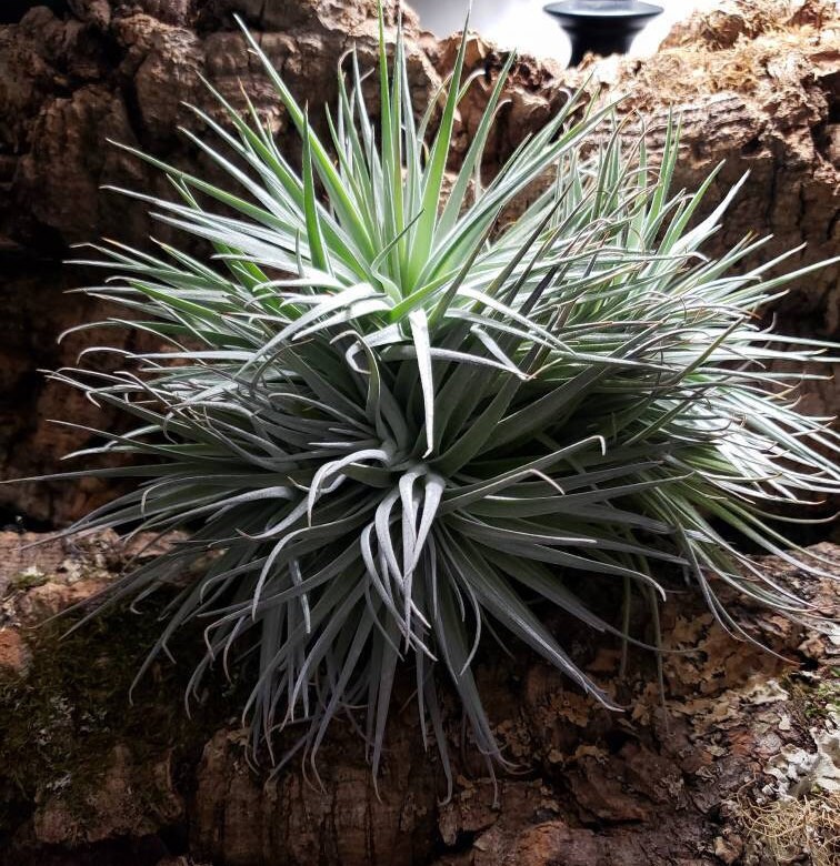 10" Wide Houston Giant Form Air Plants | Round Shaped, Purple and Grey ...