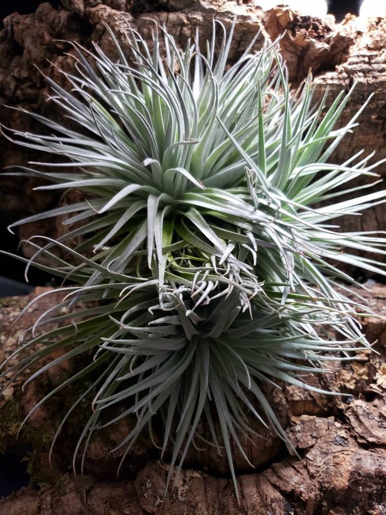 10" Wide Houston Giant Form Air Plants | Round Shaped, Purple and Grey ...