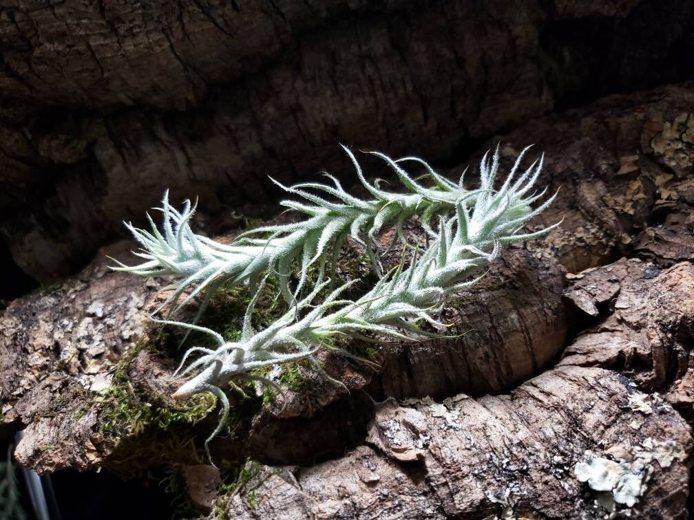 Stellifera Fuzzy Air Plants - Tillandsia, Air Plant, Indoor Plant ...