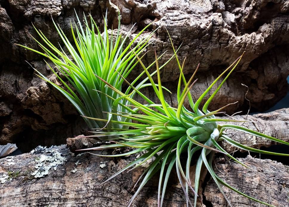 2-3" Tall Scaposa Air Plants - Wide Leaf Hardy Tillandsia Indoor ...