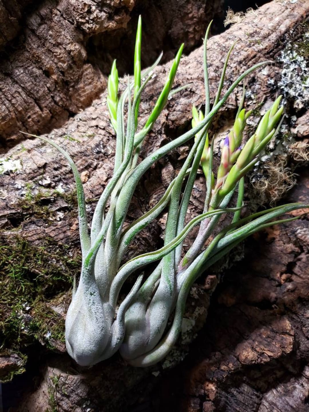 Large Caput Medusae Air Plants - Tillandsia, Air Plant, Indoor Plant ...