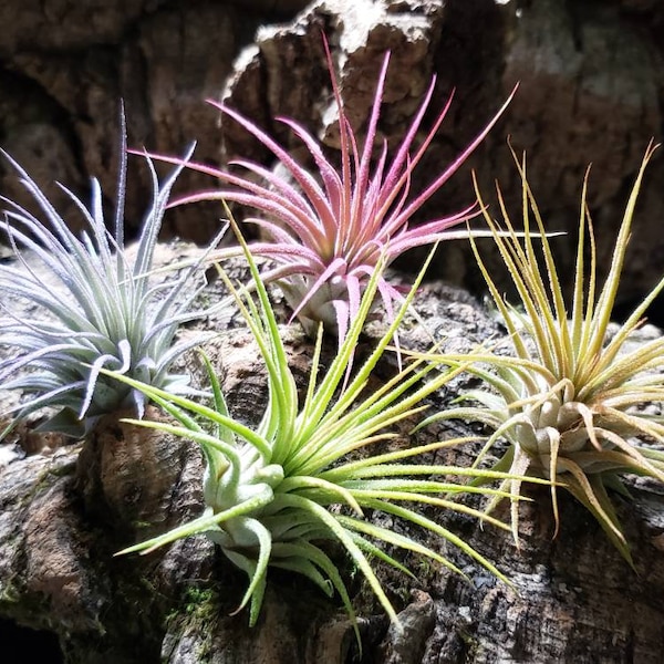 Colorful Air Plants - Etsy