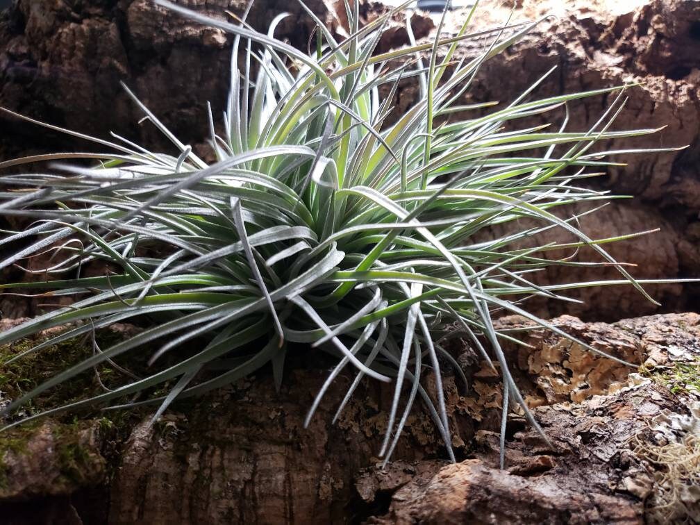 10" Wide Houston Giant Form Air Plants | Round Shaped, Purple and Grey ...