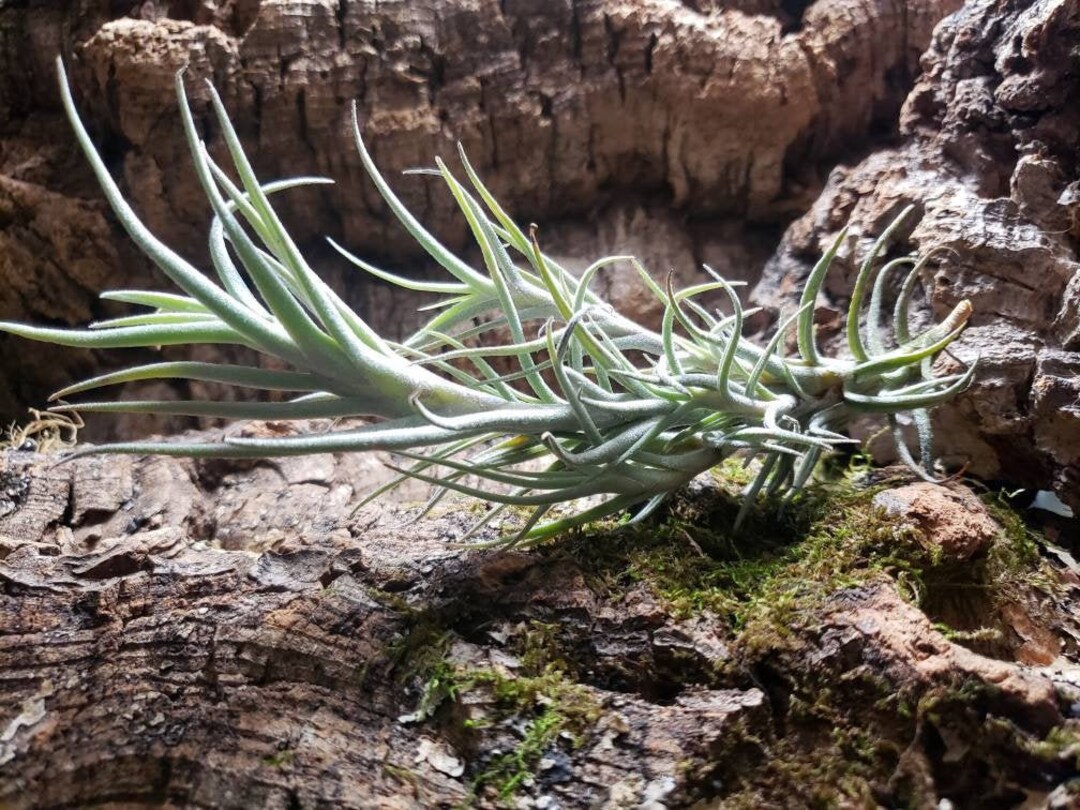 Paleacea Flaca Air Plants - Tillandsia, Air Plant, Indoor Plant, House ...