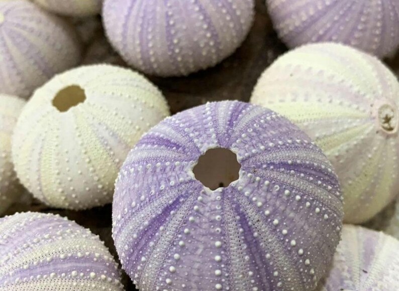 Purple Sea Urchin Shells | 1.5–2” Natural Seashells | Coastal Décor ...