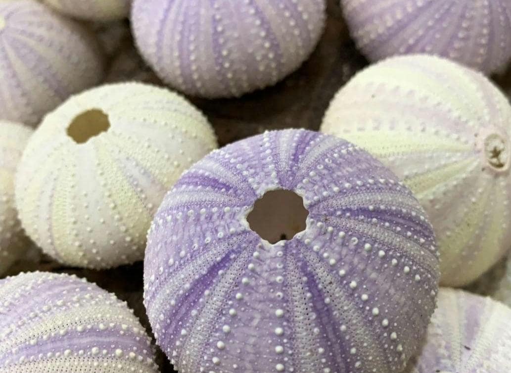 Purple Sea Urchin Shells | 1.5–2” Natural Seashells | Coastal Décor ...