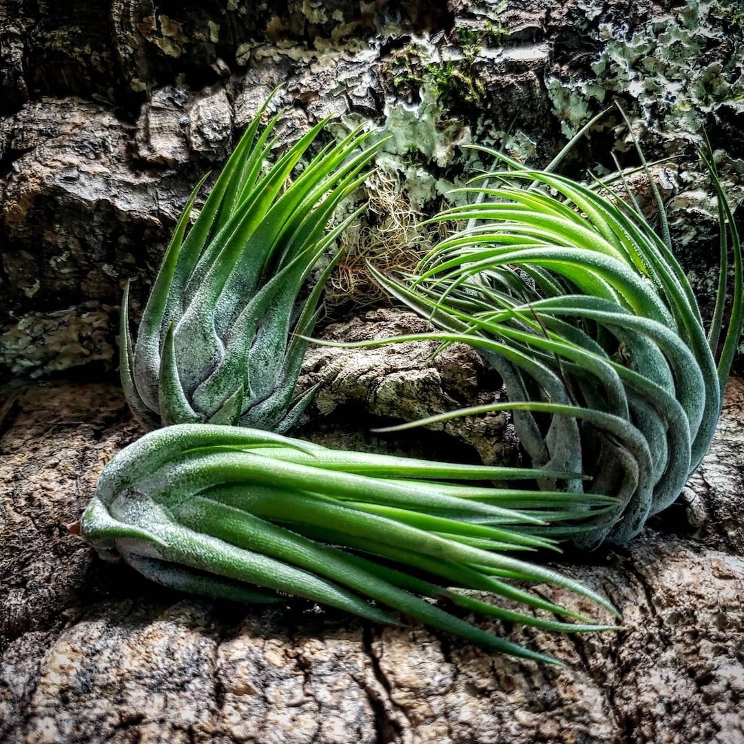 3" Tall Scaposa Air Plants - Wide Leaf Hardy Tillandsia Indoor ...