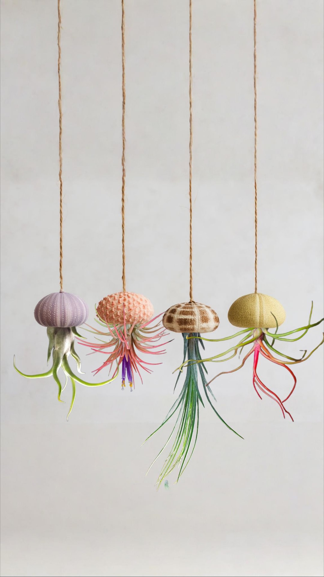 Jellyfish Air Plant in Sea Urchin Shell | Hanging Tillandsia | Coastal ...
