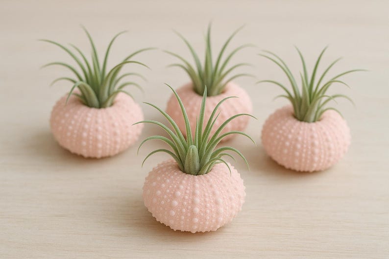 Light Pink Sea Urchin Shells | 1.5–2” Natural Seashells | Coastal Décor ...