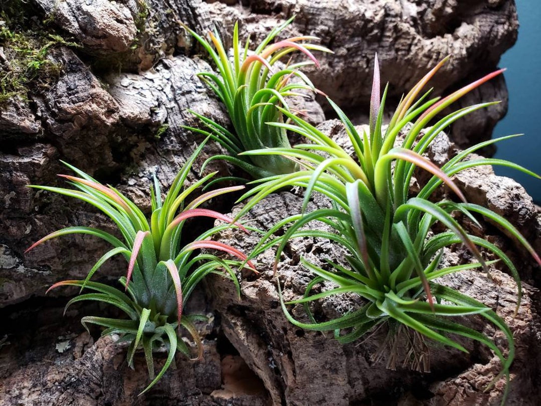 Ionantha Selecta Air Plants Tillandsia, Air Plant, Indoor Plant, House ...