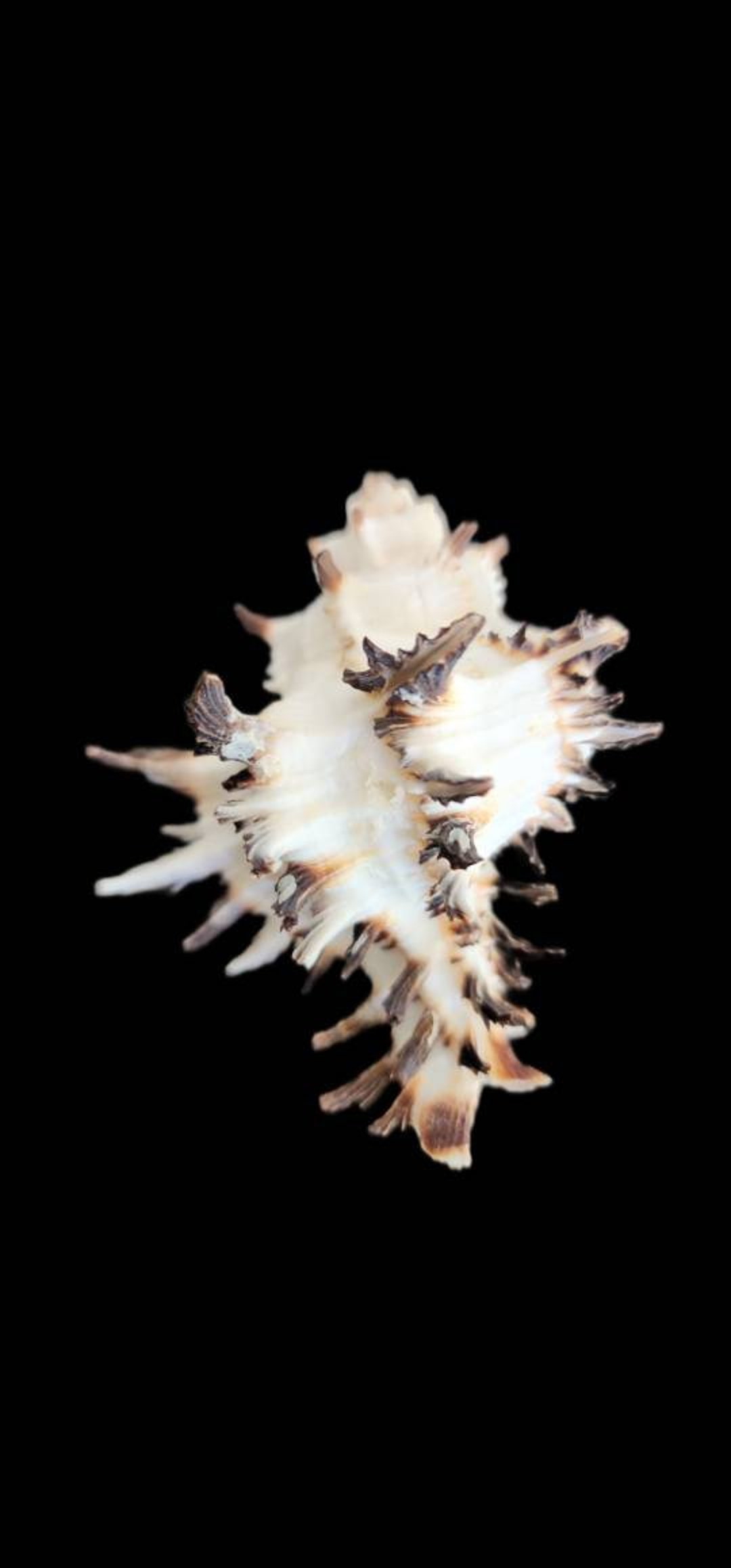 Murex Sea Shell Air Plant Holder Beach, Nautical, Sea, Hanging Air ...