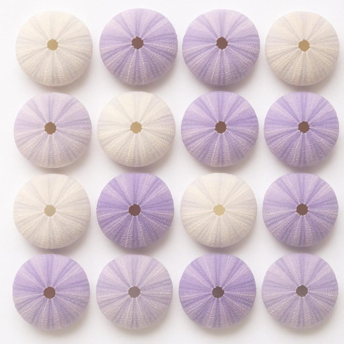 Purple Sea Urchin Shells | 1.5–2” Natural Seashells | Coastal Décor ...