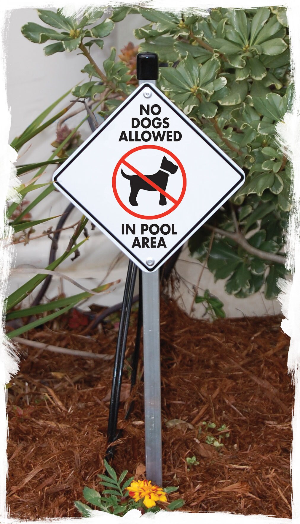 No Dogs Allowed in Pool Area Aluminum Dog Sign or Vinyl | Etsy