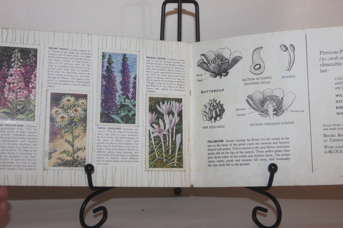 Brooke Bond Picture Cards Wild Flowers C F Tunnicliffe Tea - Etsy