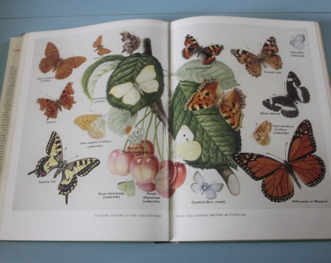 Vintage Book Nature Through the Seasons in Colour Odhams 1940s Colour ...